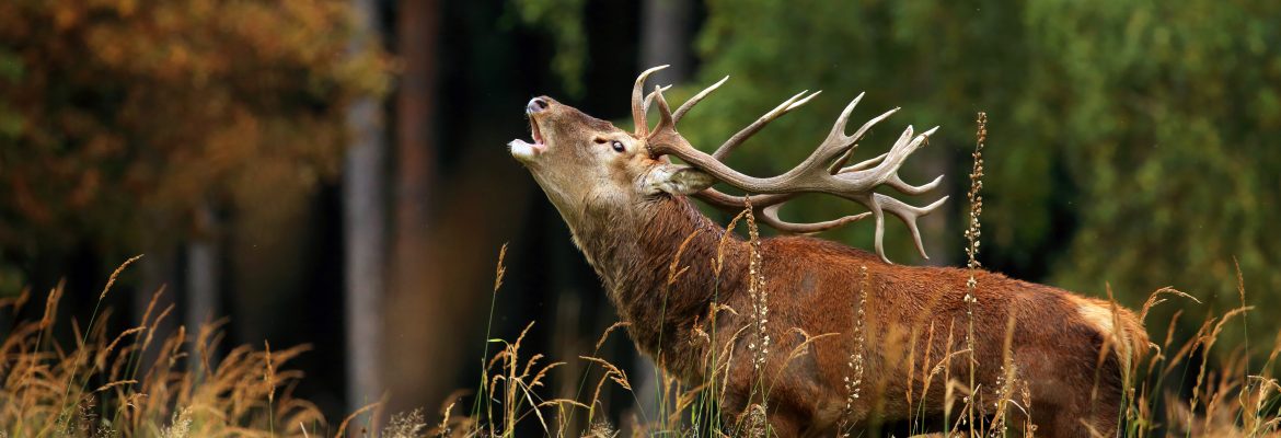 Le cerf et la forêt | Agenda Nature de Pro Natura Genève