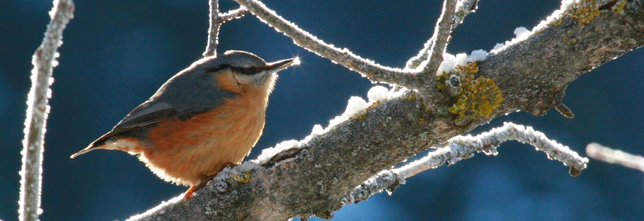 Aidons les oiseaux en hiver | Agenda Nature de Pro Natura Genève