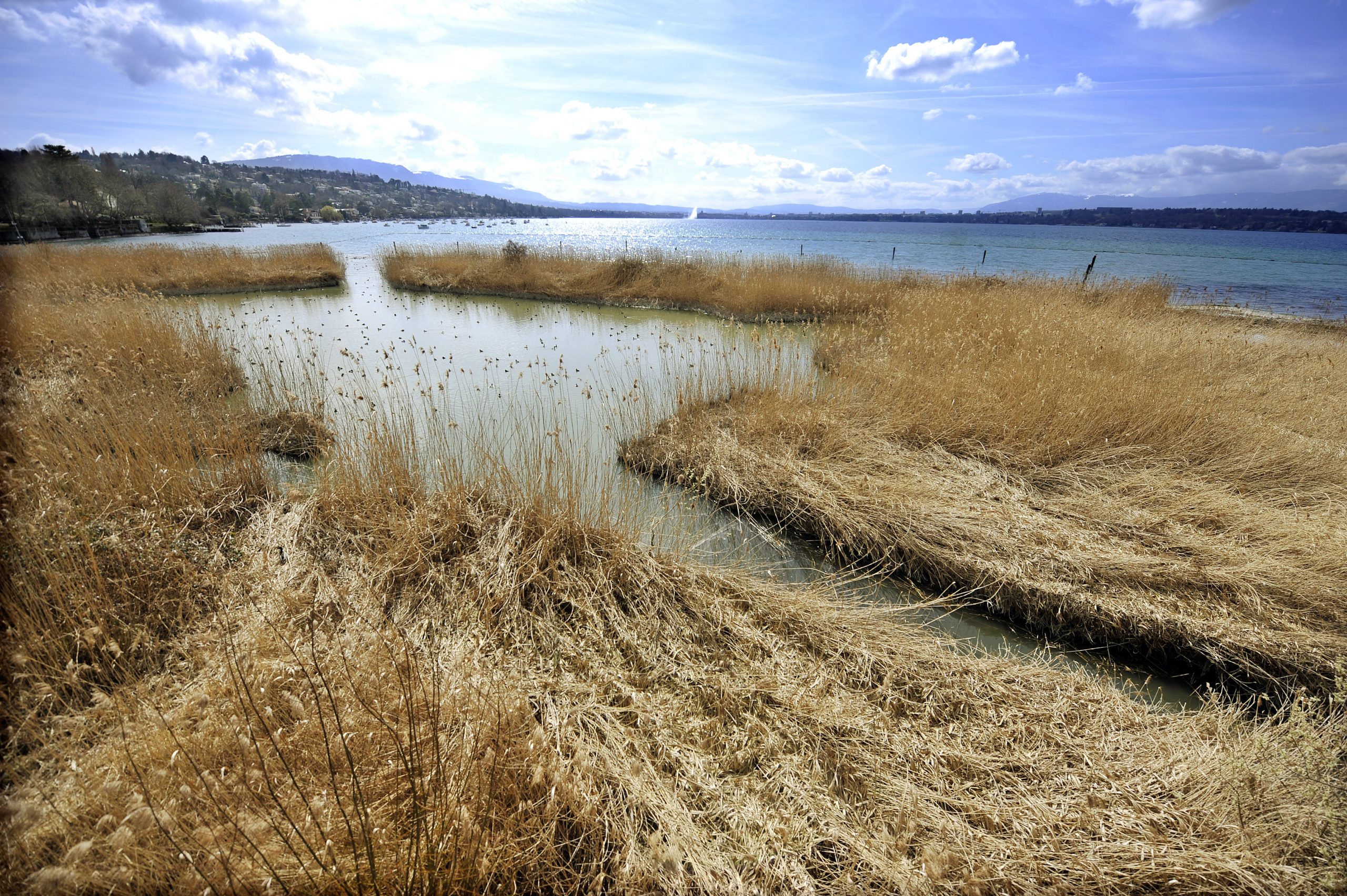 Visite guidée de la Pointe à la Bise | Agenda Nature de Pro Natura Genève
