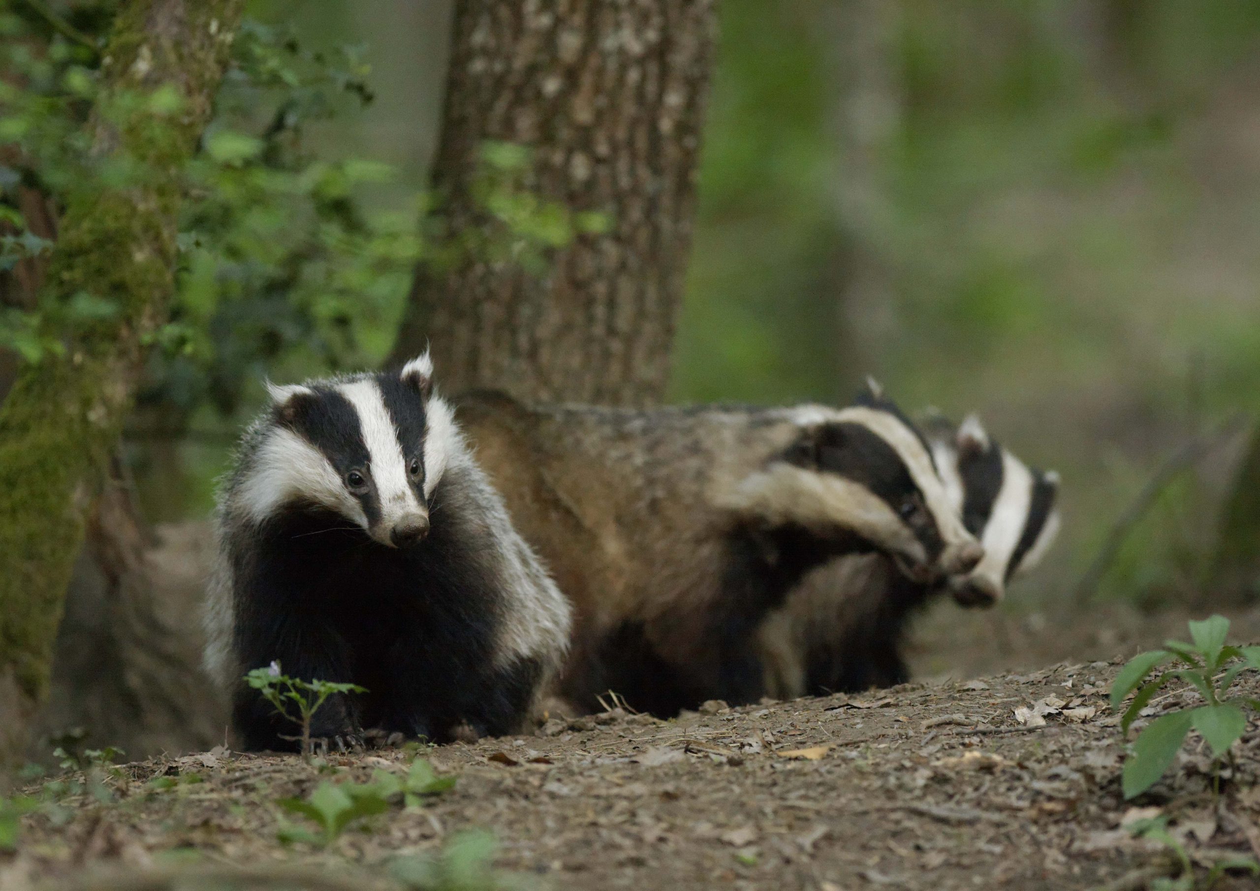 Une soirée sur les traces du blaireau | Agenda Nature de Pro Natura Genève
