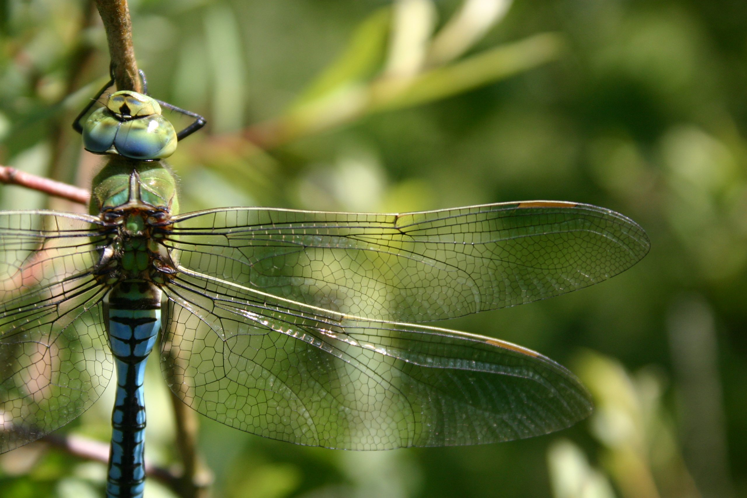 Libellules en folie | Agenda Nature de Pro Natura Genève