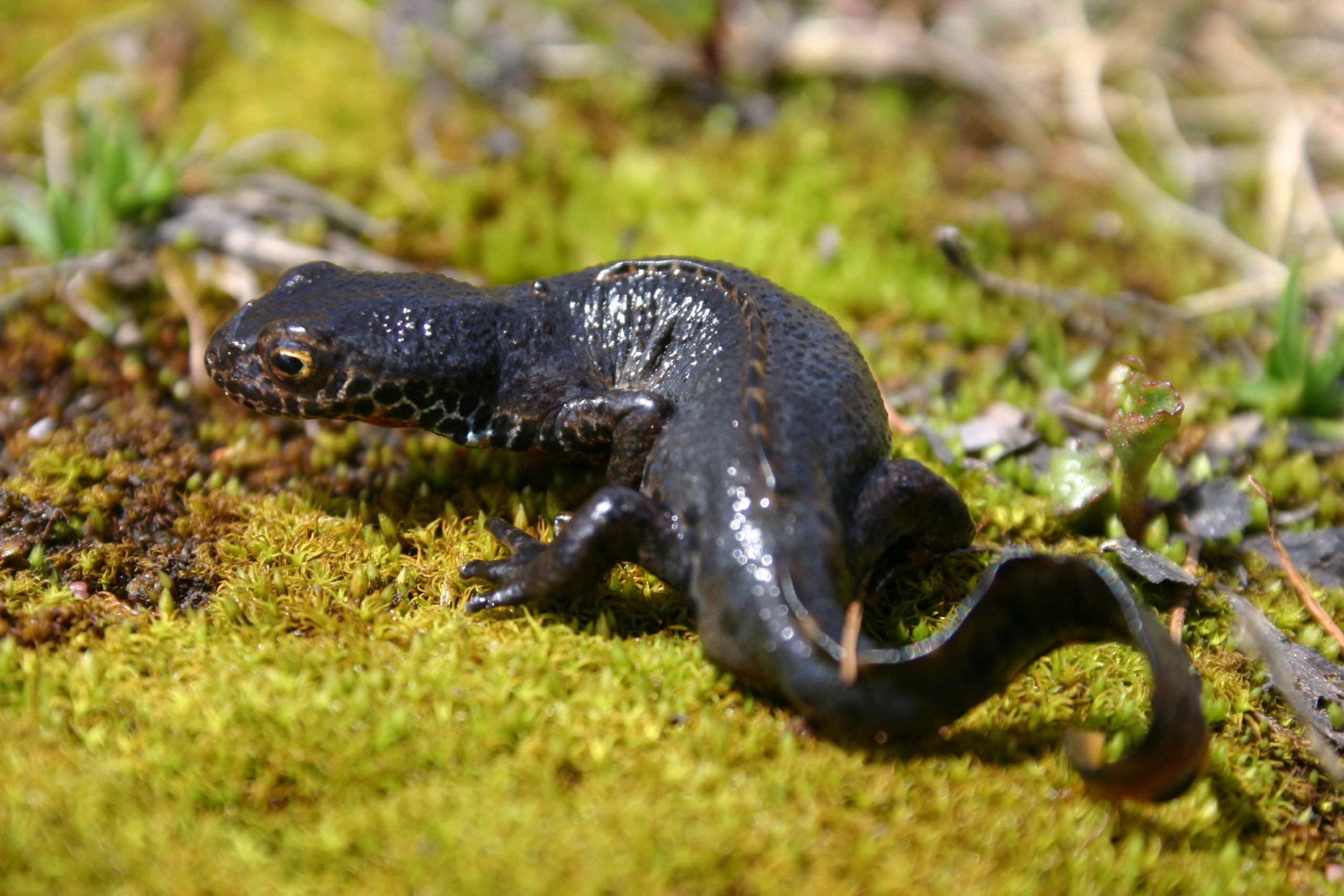 1er avril 2023 - Fête du triton | Agenda Nature de Pro Natura Genève